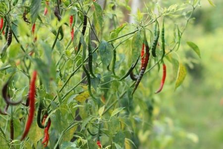 3 Hama Penyebab Daun Cabai Keriting dan Cara Mengendalikannya – Jurnal Agro
